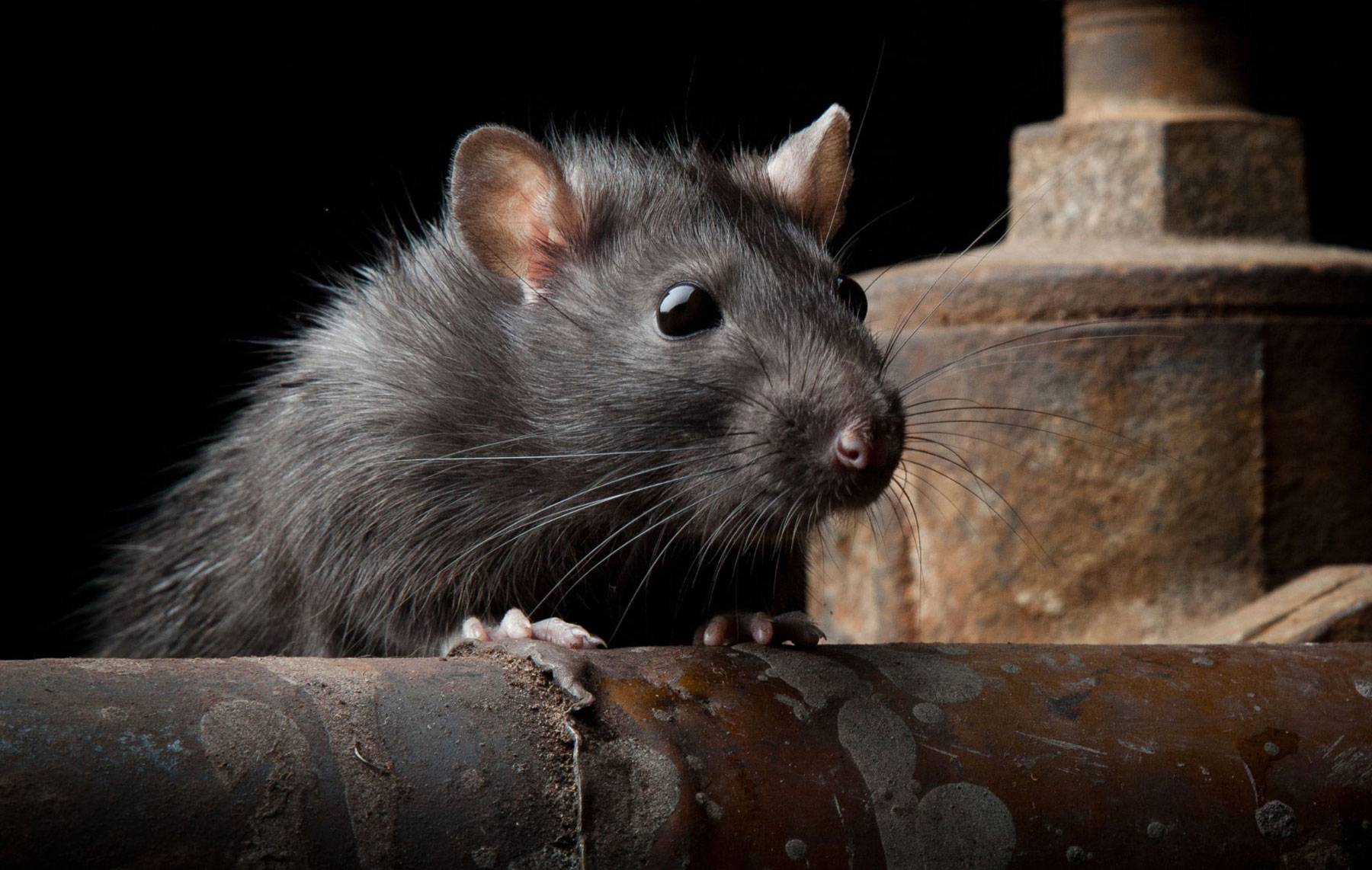 Prevent roof rats by learning about their habits – Slug-A-Bug Pest Control