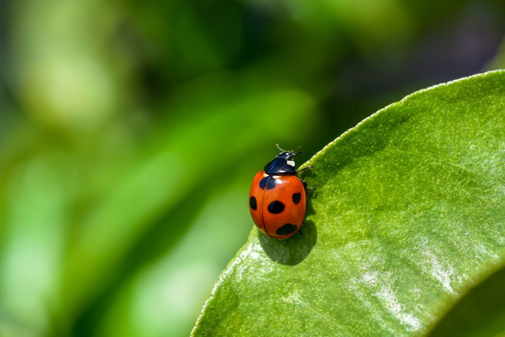 Slug-A-Bug Pest Control - Serving Brevard County for 40 Years